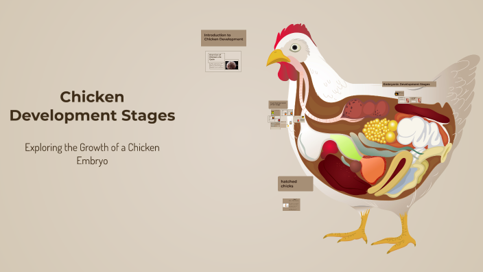 Chicken Development Stages by Yarixa Bermudez on Prezi