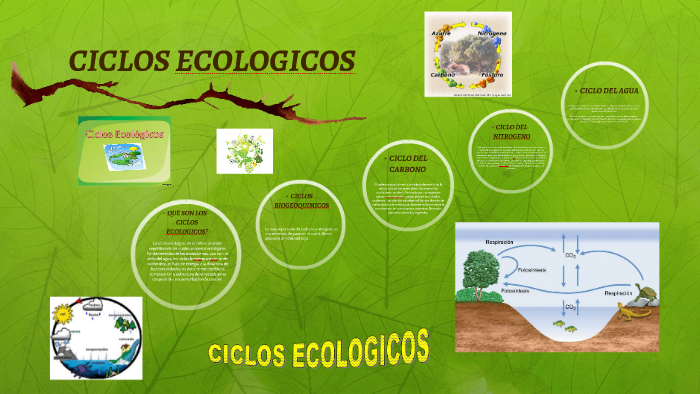 CICLOS ECOLOGICOS by Joan Carcamo on Prezi