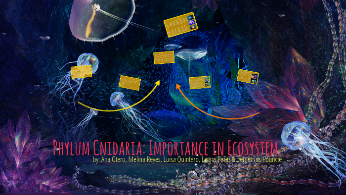 Phylum Cnidaria: Importance in Ecosystem by Ana Otero on Prezi
