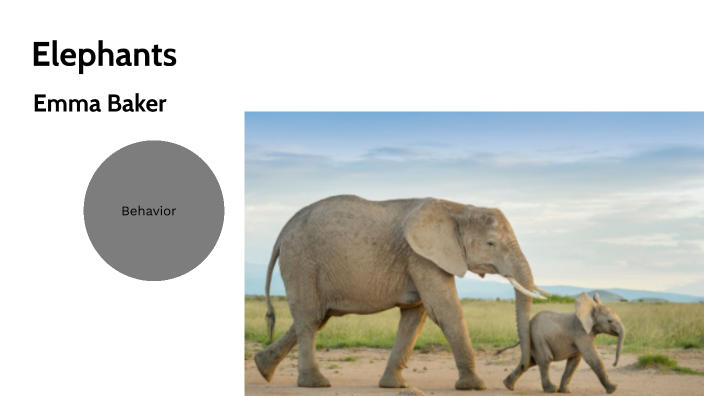 Elephants Behavior by Emma Baker on Prezi