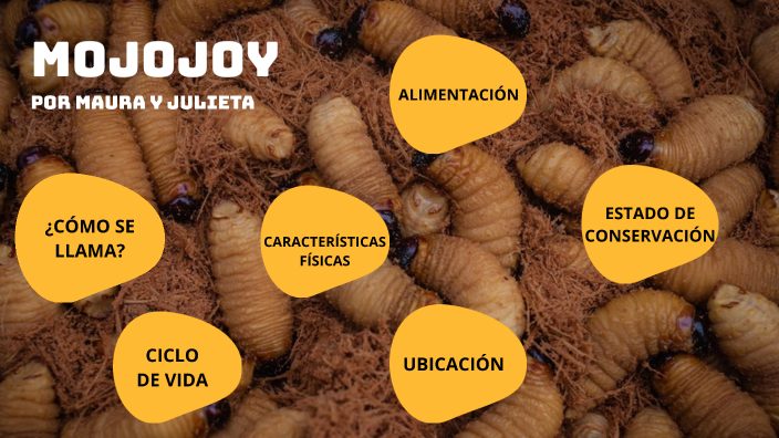 CHIZA AMAZÓNICA by Maura Quiñones on Prezi