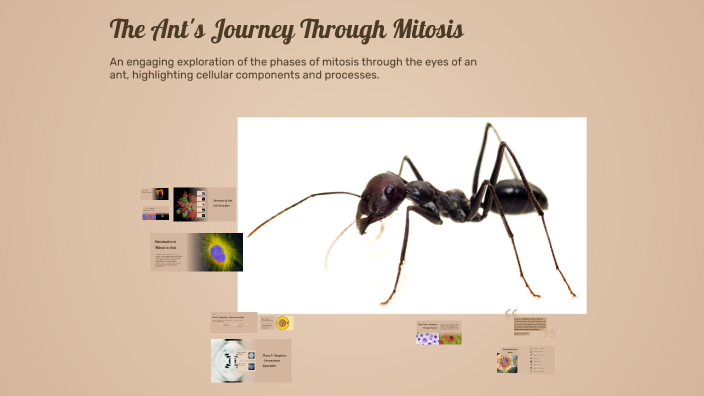 The Ant's Journey Through Mitosis by Max McGee on Prezi