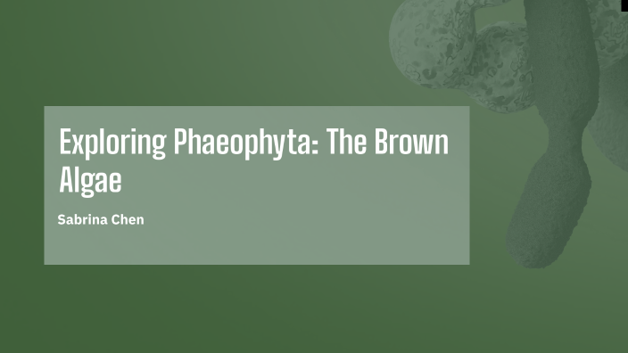 Exploring Phaeophyta: The Brown Algae by Mattias Ng on Prezi