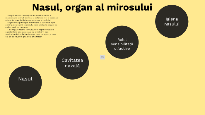 Nasul, organ al mirosului by Alice Bîrgăoanu on Prezi