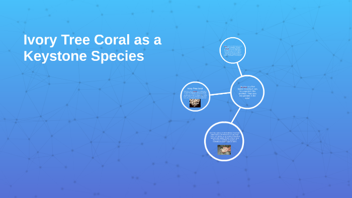 Ivory Tree Coral by Aiden Powell on Prezi