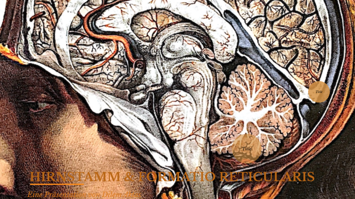 Hirnstamm & Formatio reticularis by Dilem A on Prezi