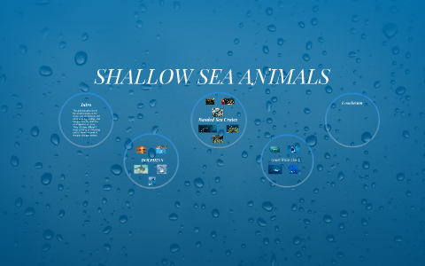 SHALLOW SEA ANIMALS by Samantha Harper on Prezi