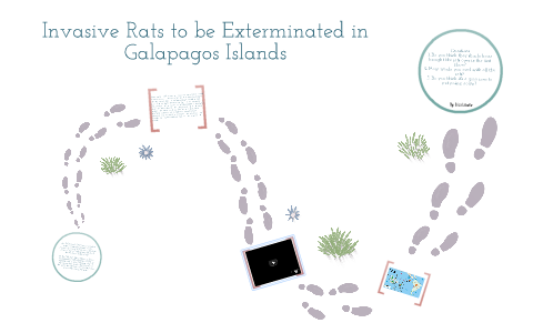 invasive rats to be exterminated in Galapagos islands by Erica Labelle ...