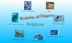Evolution of dolphins by Ana Thomason on Prezi