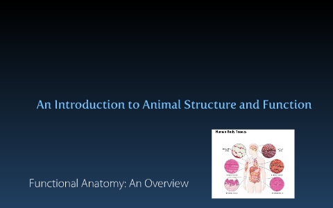 An Introduction to Animal Structure and Function by David Gamble on Prezi