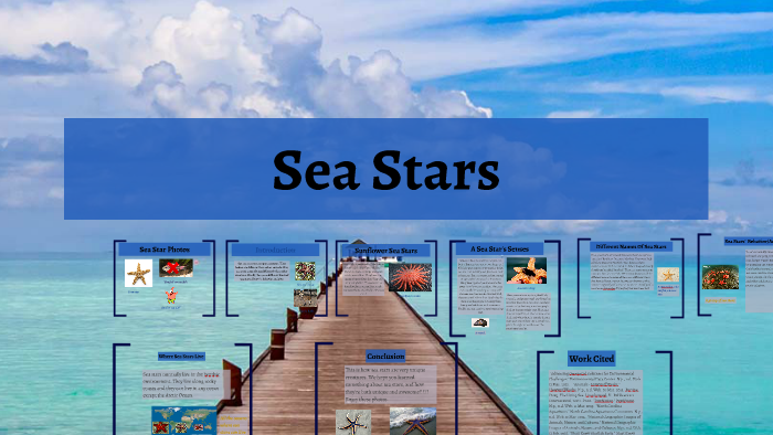 Sea Stars by andrew bruer on Prezi