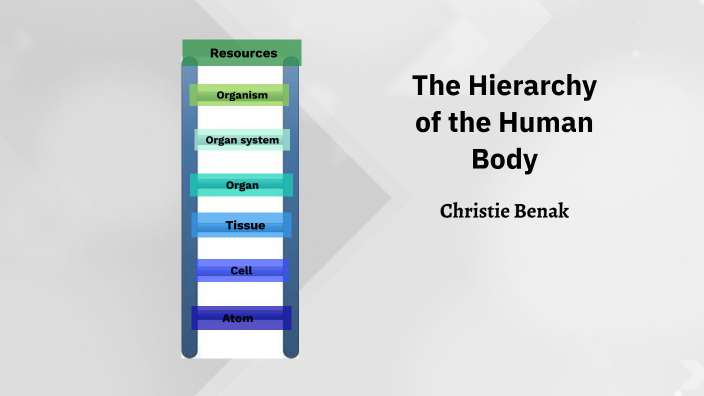 Hierarchy of the Human Body by Christie Benak on Prezi