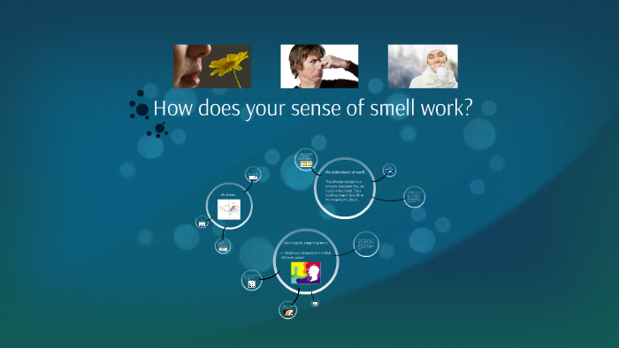 How does your sense of smell work? by Elisabeth Anthony on Prezi
