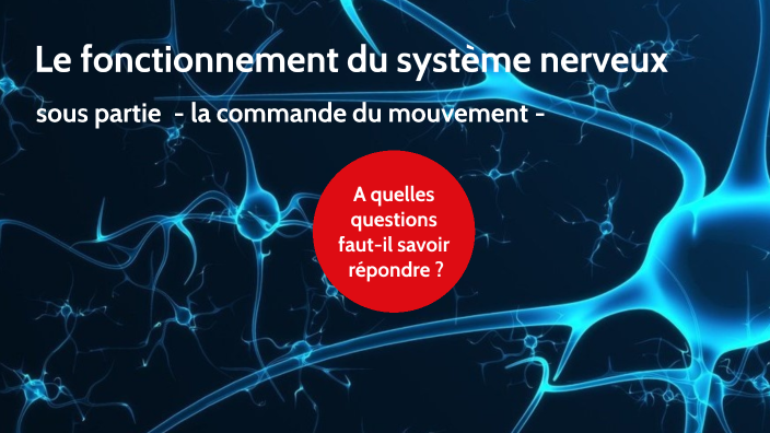 La commande du système nerveux by Florence Cruz on Prezi