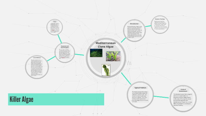 Mediterranean Clone Algae by Nick Mangold on Prezi