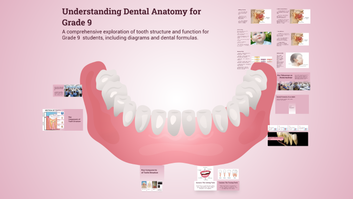 Understanding Dental Anatomy for Grade 9 ICSE by SUSADHNA GURUNG on Prezi