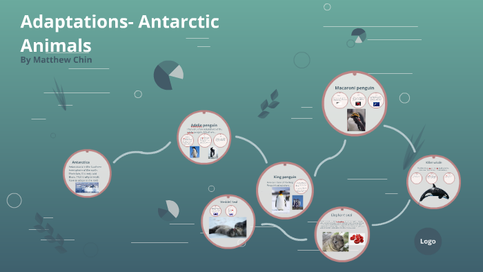 Adaptations- Antarctic Animals by Matthew Chin