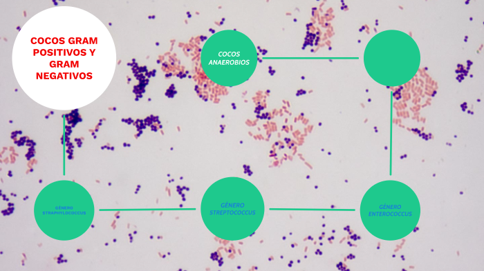 cocos gram + y gram - by Yessenia Espinoza on Prezi