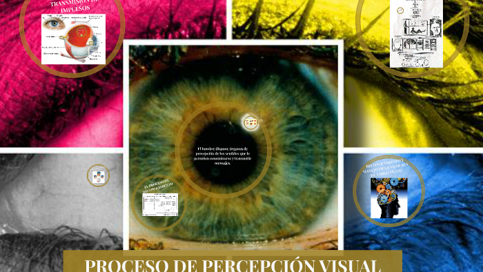 PROCESO DE PERCEPCIÓN VIASUAL by Camila Bustamante on Prezi