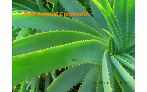 Aloe vera by Brandon Kerr on Prezi