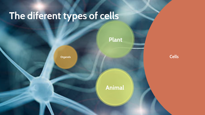 Comparing cells by Ava Youd on Prezi