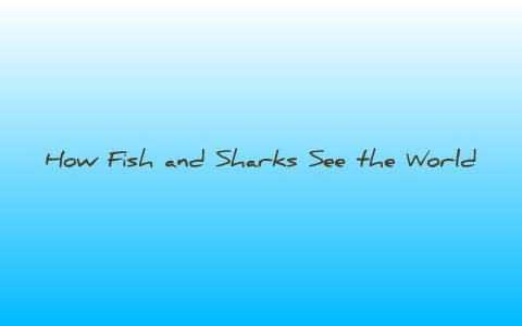 How Sharks and Fish See the World by Brittany McAree on Prezi