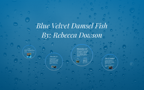 Blue Velvet Damsel Fish by Rebecca Dowson on Prezi