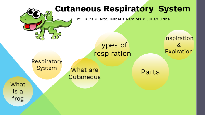 Cutaneous Respiratory System by Julian Andre Uribe Moscoso on Prezi