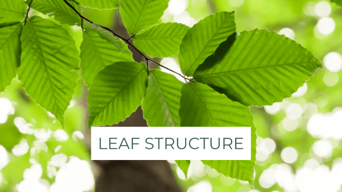 Leaf Structure by Jason Wong on Prezi