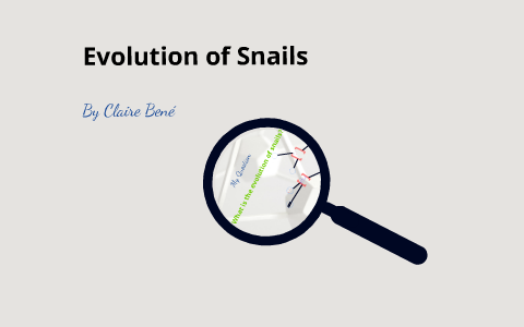 Evolution of Snails by claire bene on Prezi