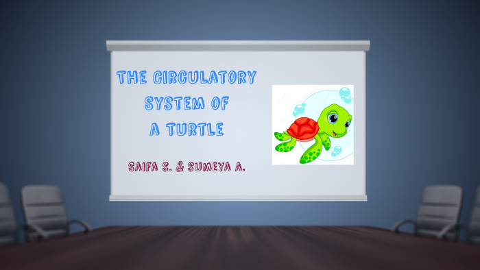 The Circulatory System of a Turtle by Saifa S on Prezi