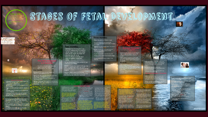Stages of fetal development-religion presentation by Natalie Malakian ...