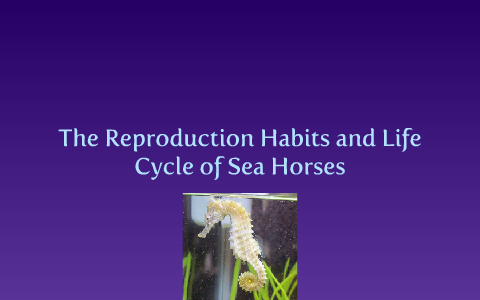 The Reproduction and Life Cycle of Seahorses by Gabi Meyers on Prezi