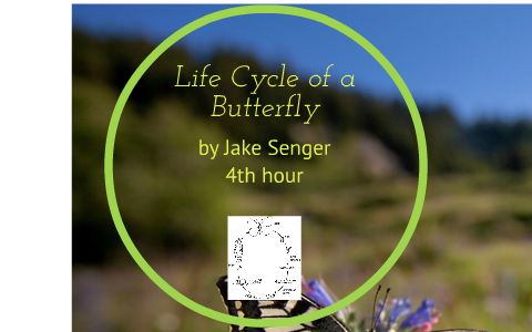 Life Cycle of a Butterfly by Jake Senger on Prezi