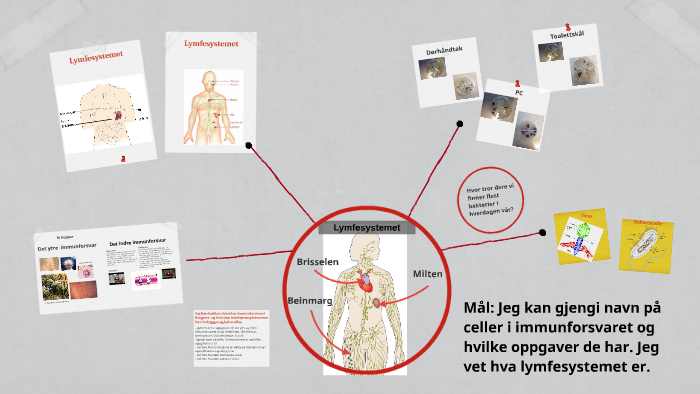 Lymfesystemet by Hilde Sollie on Prezi