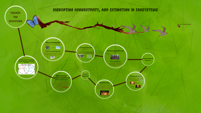 Disrupting Connectivity, and extinction In ecosystems by Curtis Dizon ...