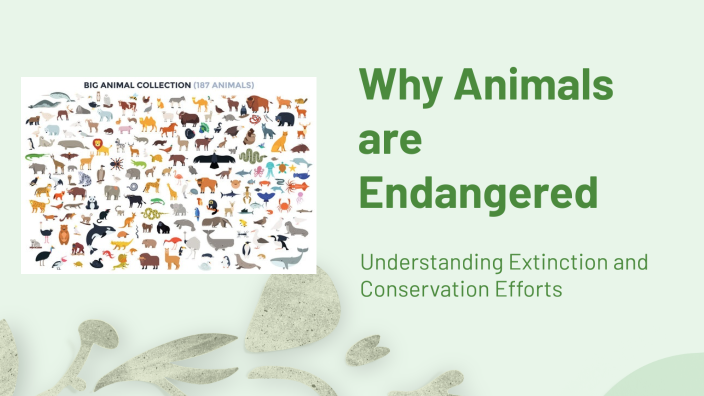 Why Animals are Endangered by Anthony Manning on Prezi