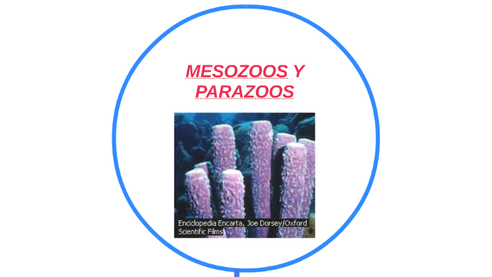 MESOZOOS Y PARAZOOS by Alfredo Miranda on Prezi