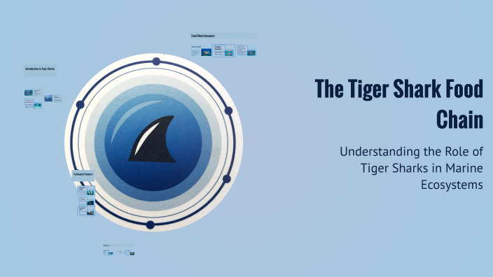 The Tiger Shark Food Chain by Pam Brennan on Prezi