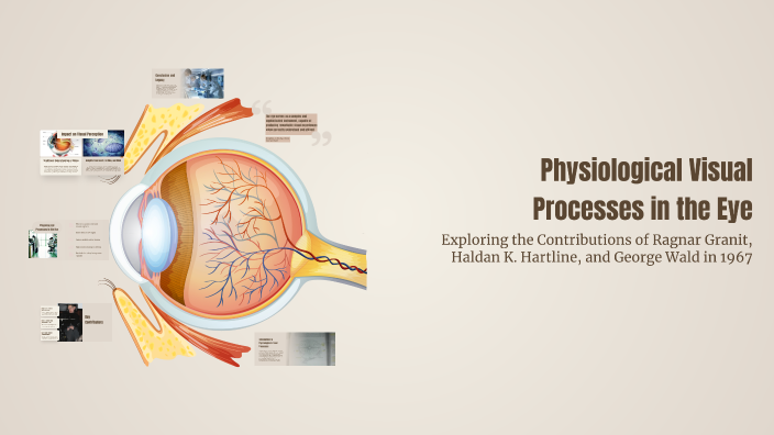 Physiological Visual Processes in the Eye by on Prezi