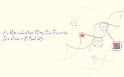 La Reproduction Chez Les Fourmis by Mina Nsouli on Prezi