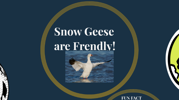 What do snow geese eat by Grade 4 on Prezi