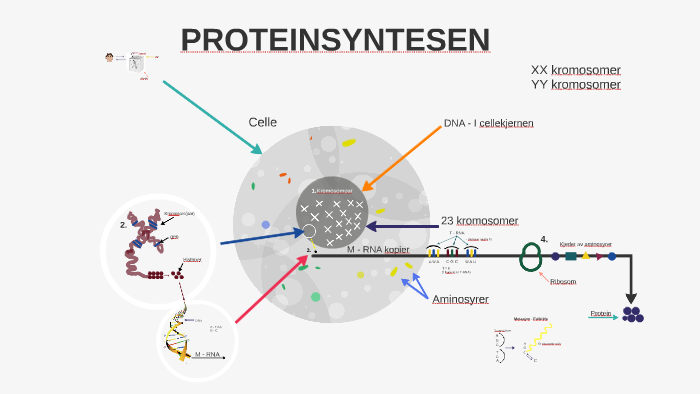 PROTEINSYNTESEN by Julie Hines Grape on Prezi