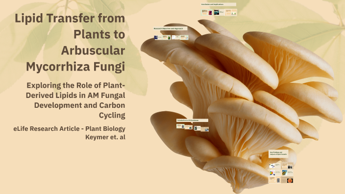 Lipid Transfer from Plants to Arbuscular Mycorrhiza Fungi by Spencer ...