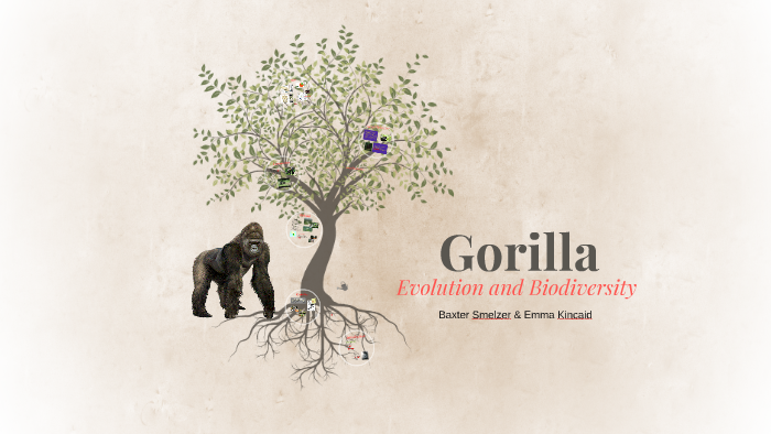 Gorilla Evolution and Biodiversity by Emma Kincaid on Prezi