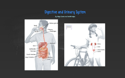 Digestive and Urinary System by Danielle Hodges on Prezi