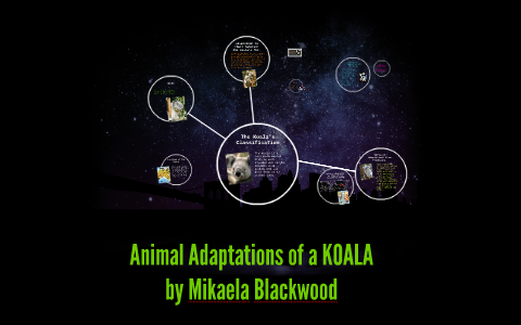 Animal Adaptations of a KOALA by mikaela blackwood on Prezi