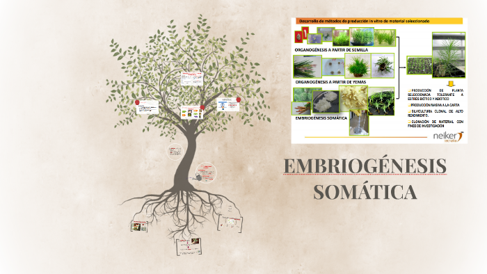 EMBRIOGENESIS SOMATICA by Bryan Anthony Marin Valdivia on Prezi