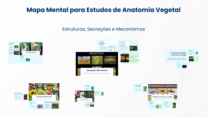 Mapa Mental para Estudos de Anatomia Vegetal by Mayder Block on Prezi