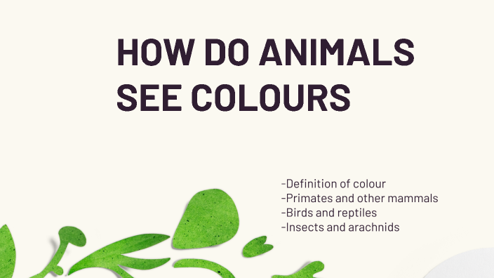 How do animals see the colours by giorgia ciano on Prezi